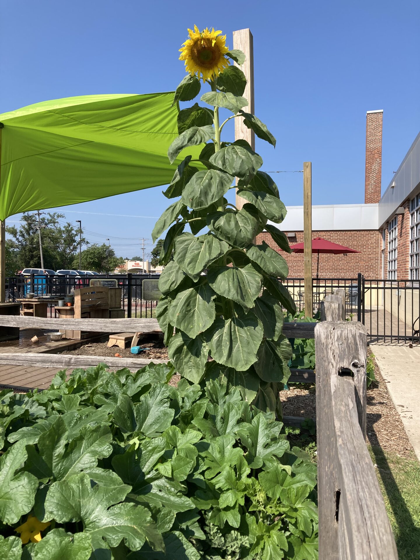 The Rogue Sunflower: A Symbol of CMSM's Resiliency