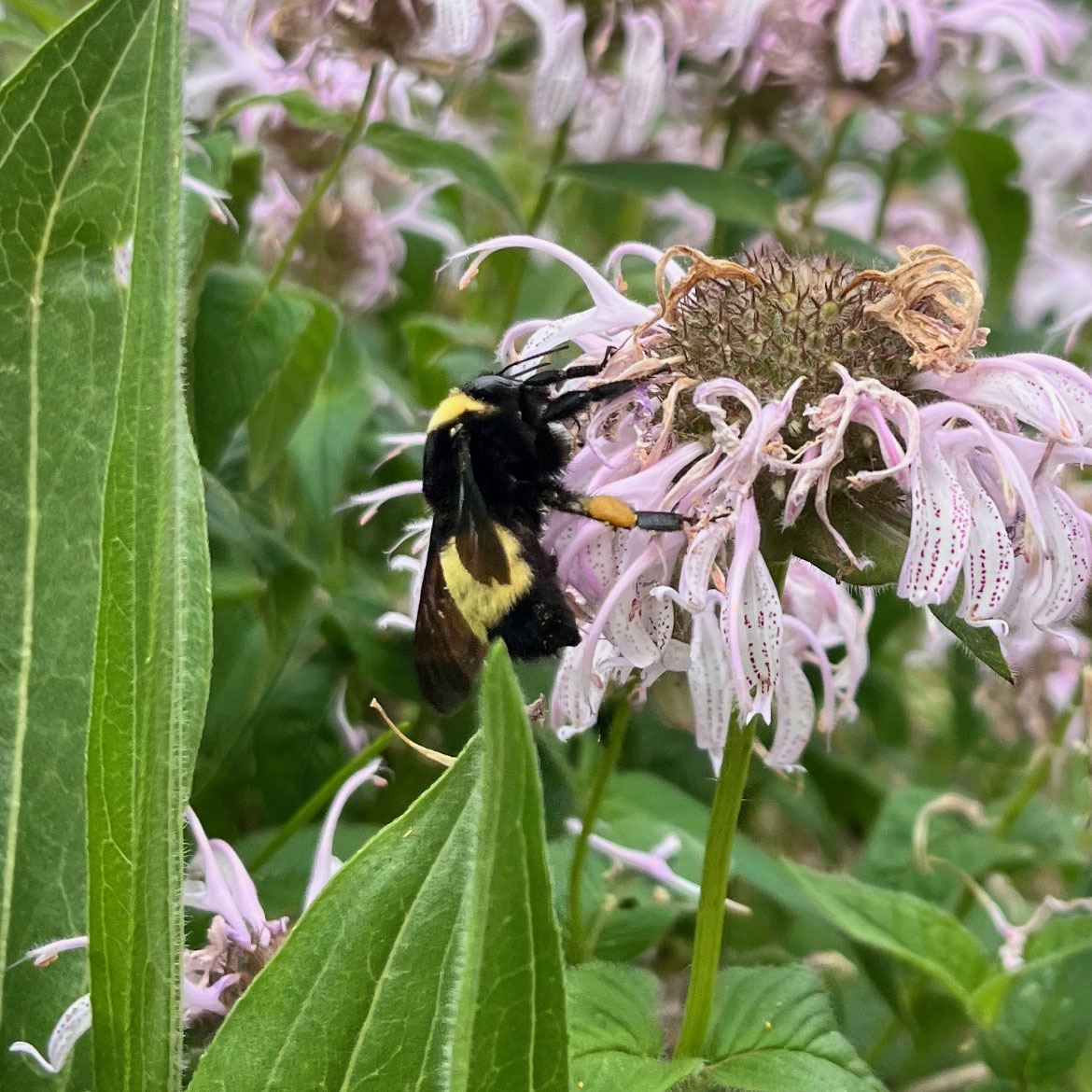 Create Your Own Pollinator Garden