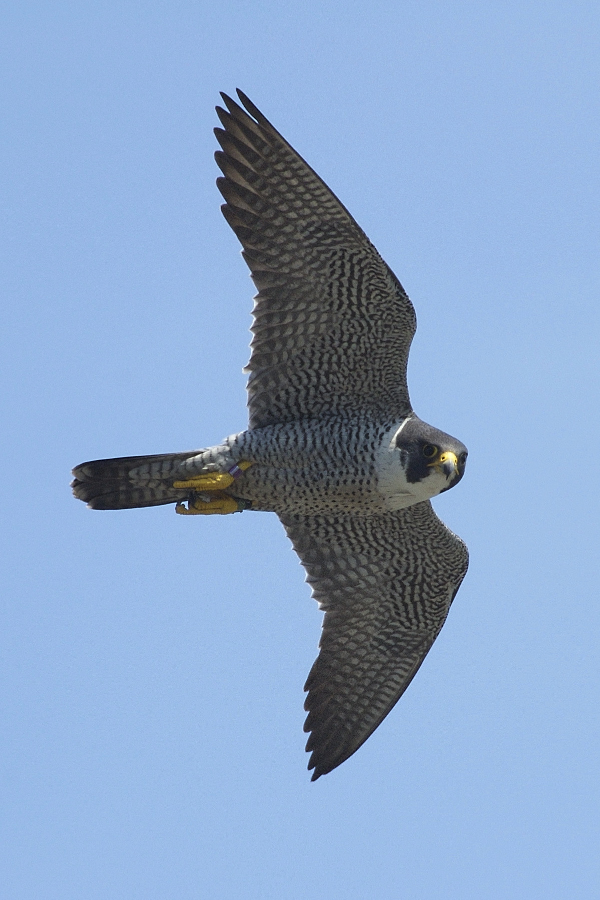 Mayo Clinic Falcon Program