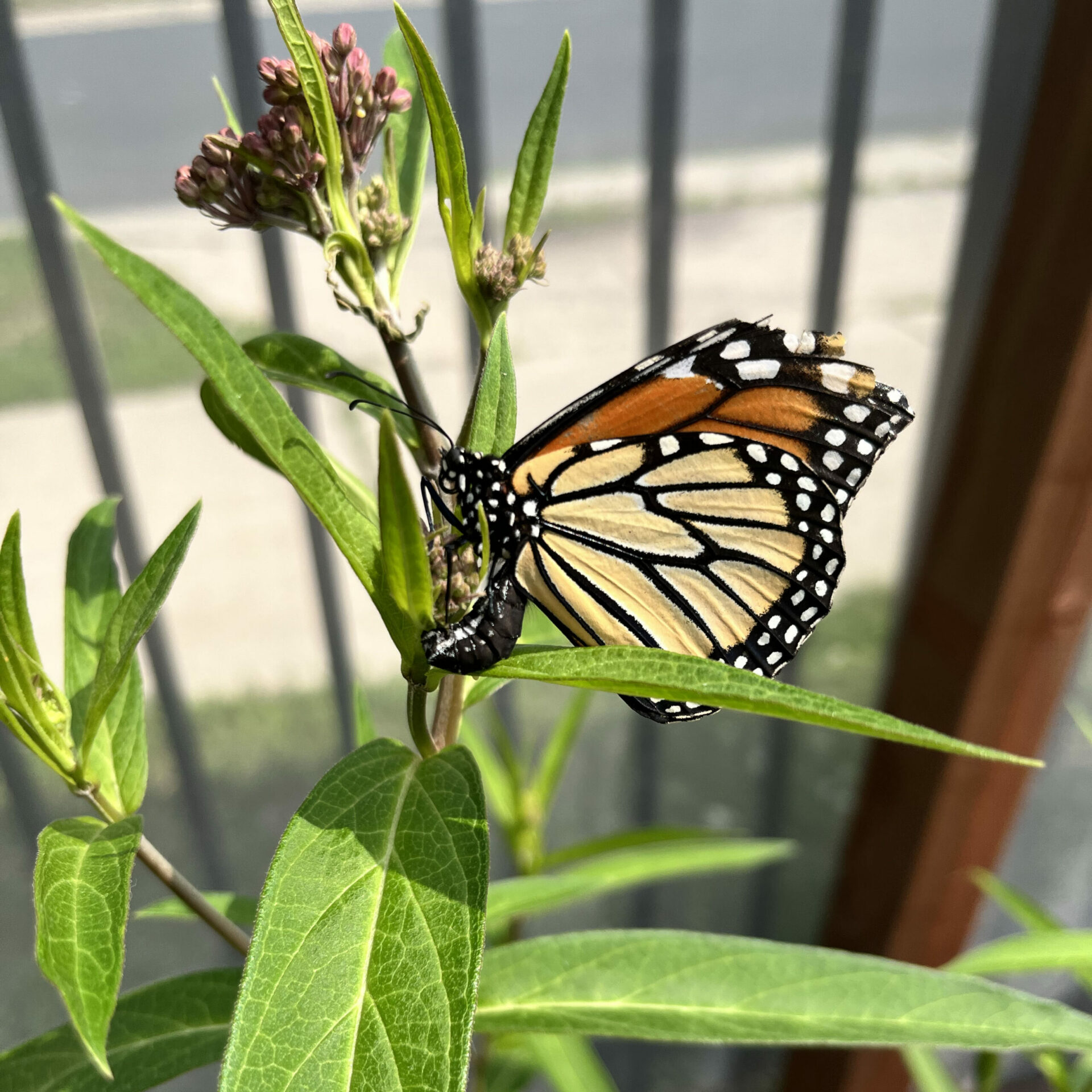 Planting Common Milkweed & Pollinator Blend