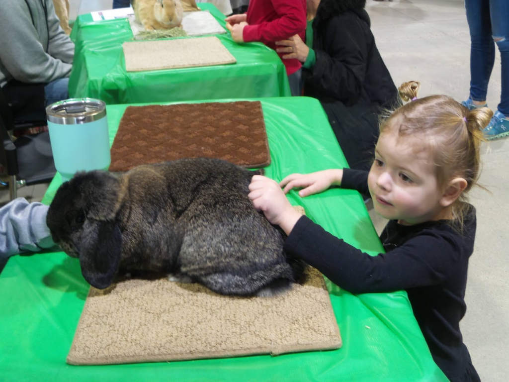 4H Rabbit Visit - Children's Museum of Southern Minnesota